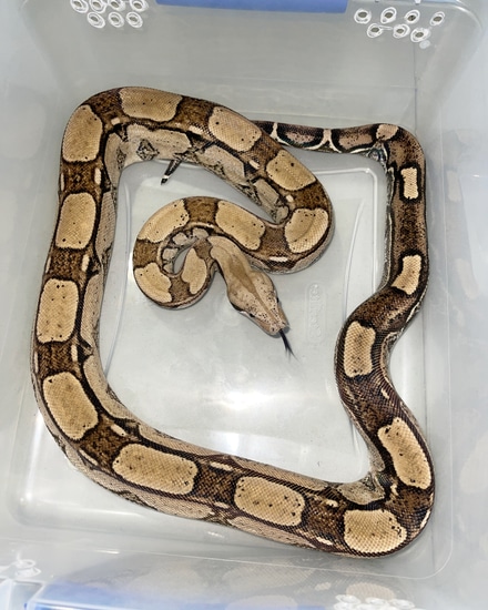 Anery Key West Boa Constrictor by Boas Abound