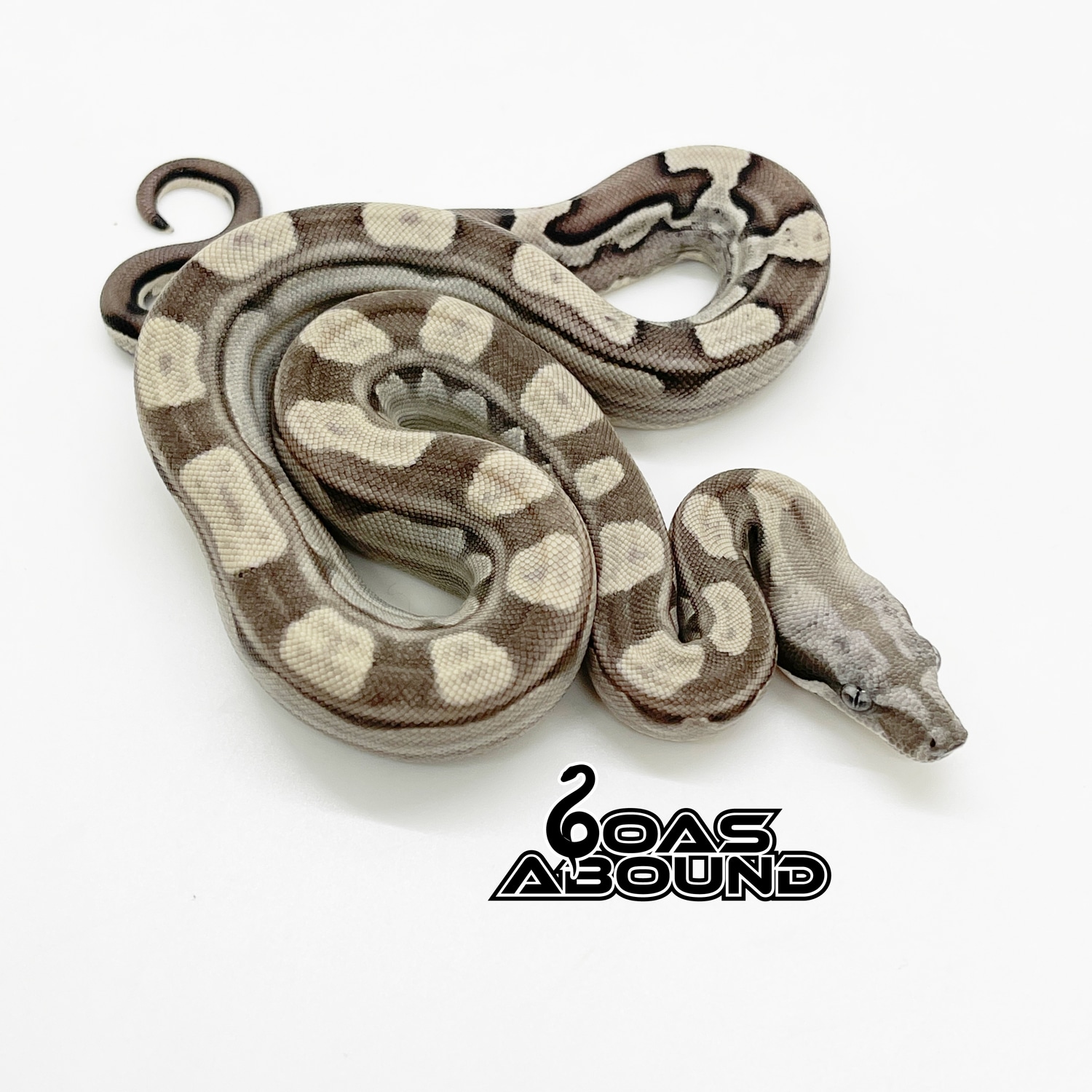 Anery Motley Het VPI Boa Constrictor by Boas Abound - MorphMarket