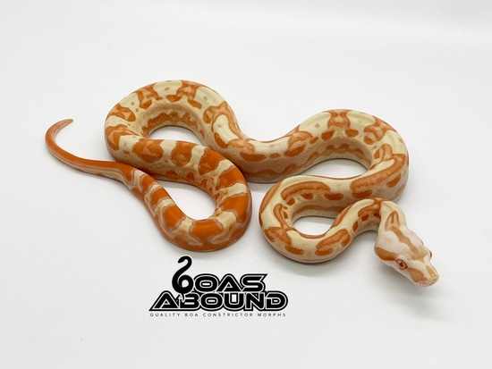 Lipstick Sunglow Motley Boa Constrictor by Boas Abound