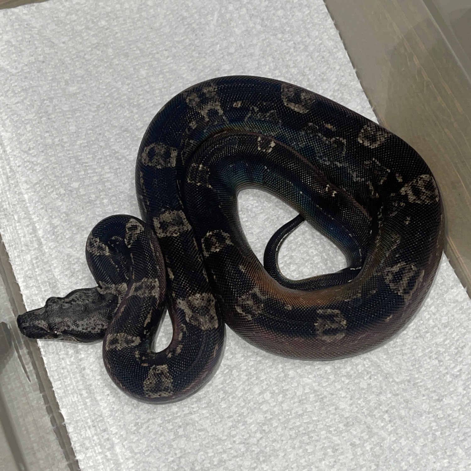 Pink Panther IMG Motley Jungle Het VPI Boa Constrictor by Boas Abound - MorphMarket