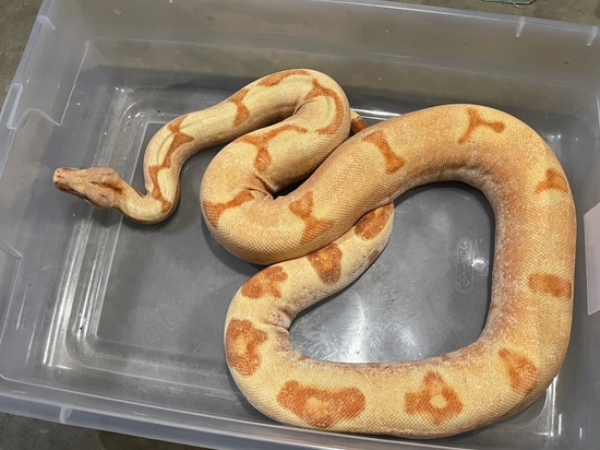 Lipstick Pos Super Sunglow Boa Constrictor by Boas Abound