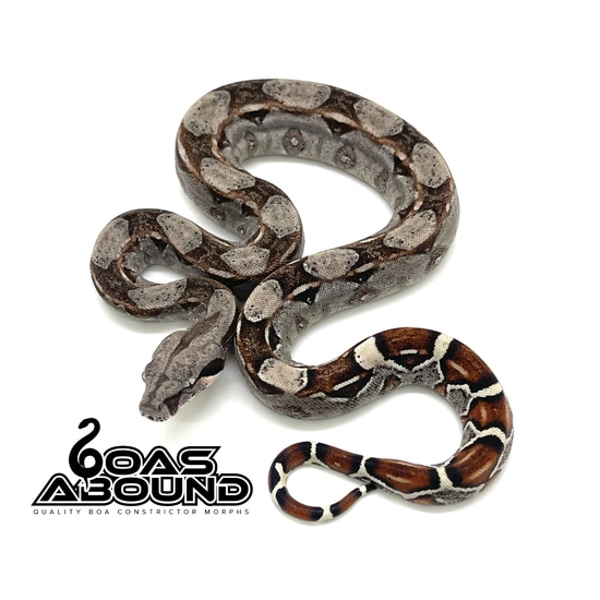 Normal Het VPI Boa Constrictor by Boas Abound