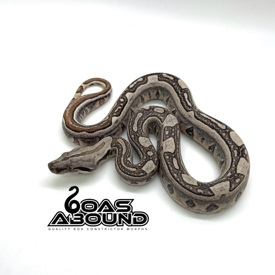 IMG Labyrinth Het Anery 50% Het VPI Boa Constrictor by Boas Abound