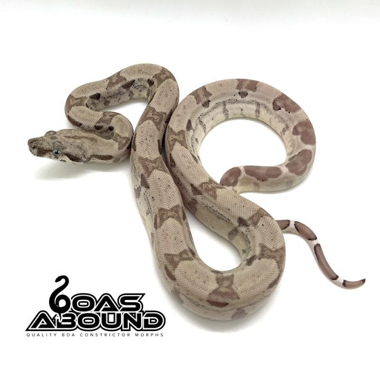 Orangasm Pos Super Ghost Pos Jungle Het VPI Boa Constrictor by Boas Abound
