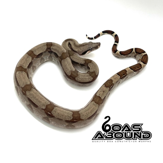 Fire Boa Constrictor by Boas Abound