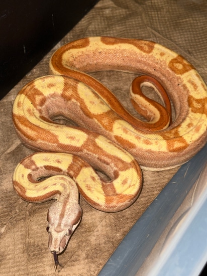 VPI Sunglow Motley Jungle Boa Constrictor by Boas Abound