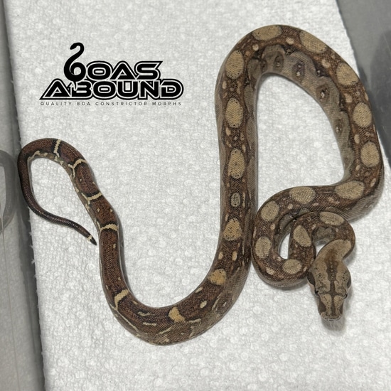 Pink Panther Normal Dh RDR BEA VPI (Specter) Boa Constrictor by Boas Abound