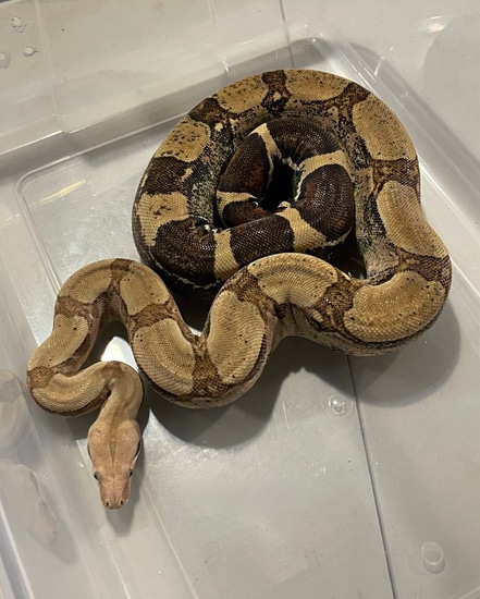Fire Boa Constrictor by Boas Abound