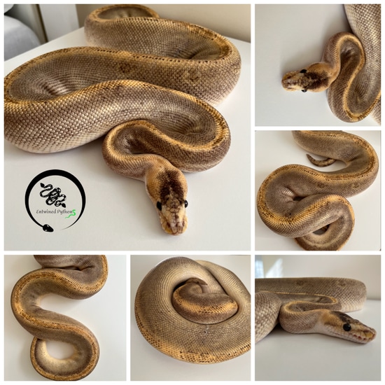 Champagne Poss Het VPI Axanthic Ball Python by Entwined Pythons