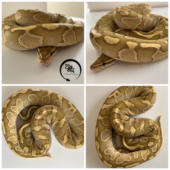 Butter Ghost Ball Python by Entwined Pythons