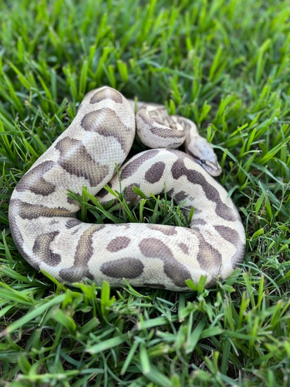 Leo Vanilla Cream Ball Python by Envision Morphs