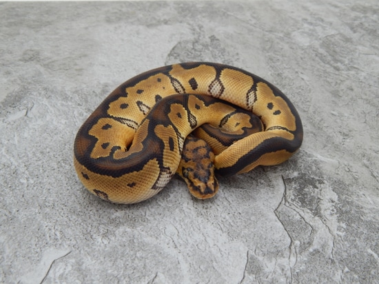 Clown Pos Het Pied Ball Python by Envy Exotics