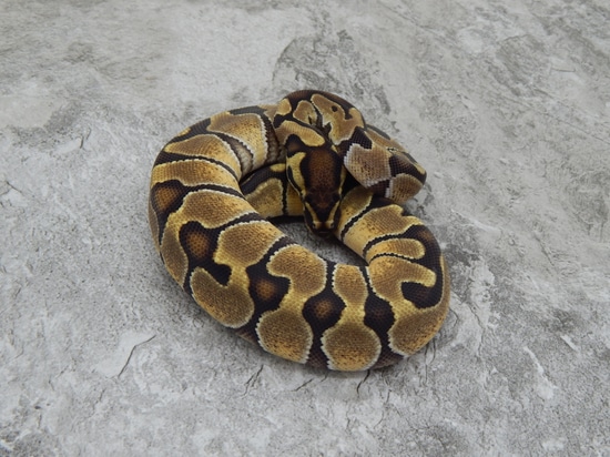 Enchi Het VPI Axanthic Ball Python by Envy Exotics