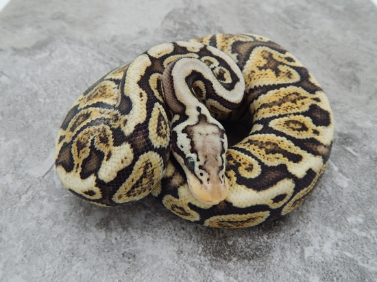 Pastel GHI Spotnose Het Clown Ball Python by Envy Exotics