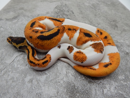 Orange Dream Yellow Belly Pied Ball Python by Envy Exotics