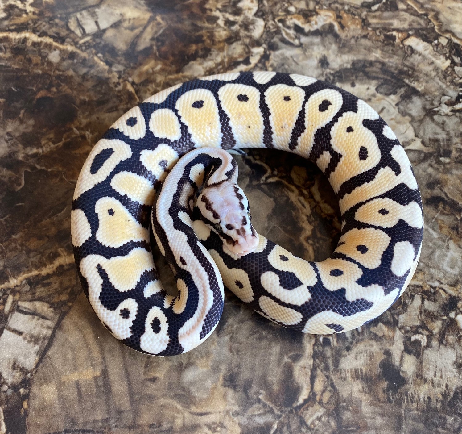 Pastel Spotnose Desert Ghost Ball Python by Eon Pythons - MorphMarket