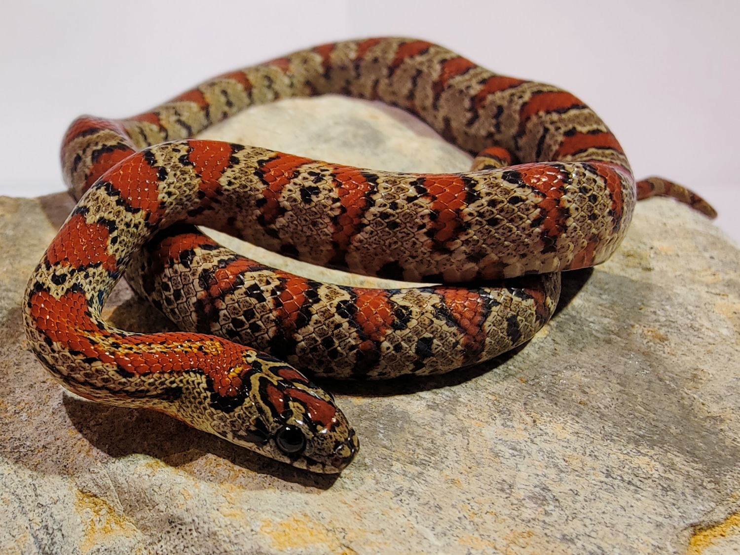 San Luis Potosi Kingsnake by Serpentes Snakes - MorphMarket