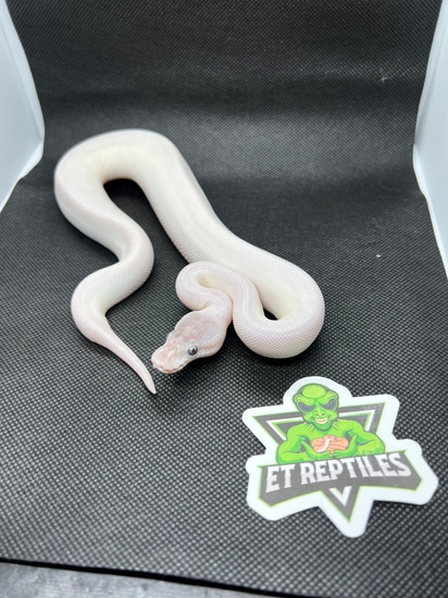BEL Ball Python by ET Reptiles