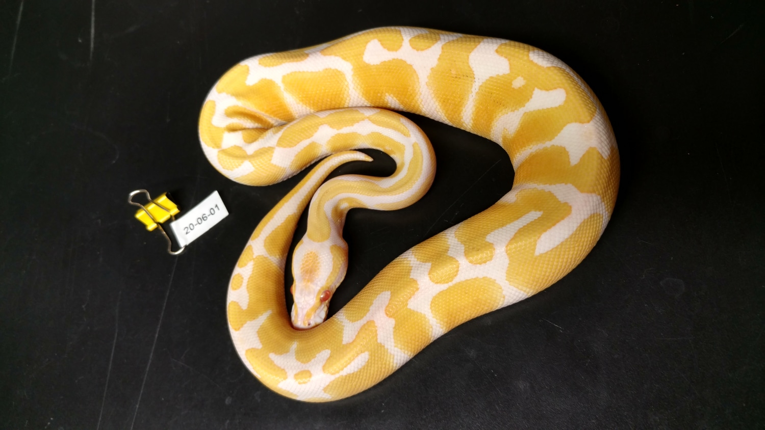Albino Ball Python by Lights Out Ball Pythons - MorphMarket