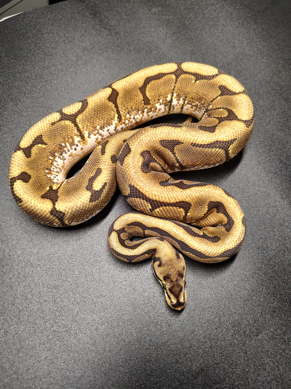 Mahogany Enchi Spider Het Hypo 50% Het Pied Ball Python by Lights Out ...