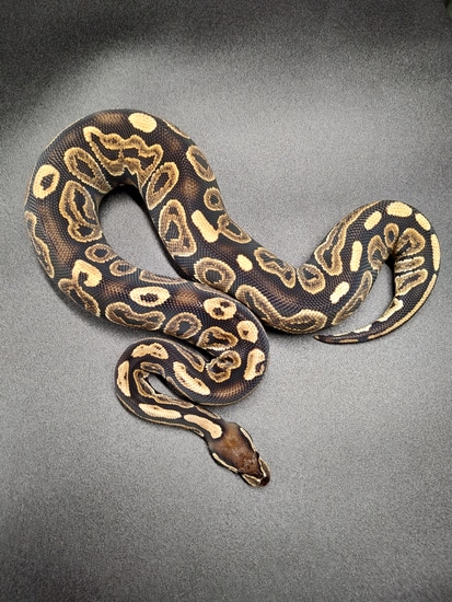 Black Pastel Het Albino/het Toffee Ball Python by Lights Out Ball Pythons