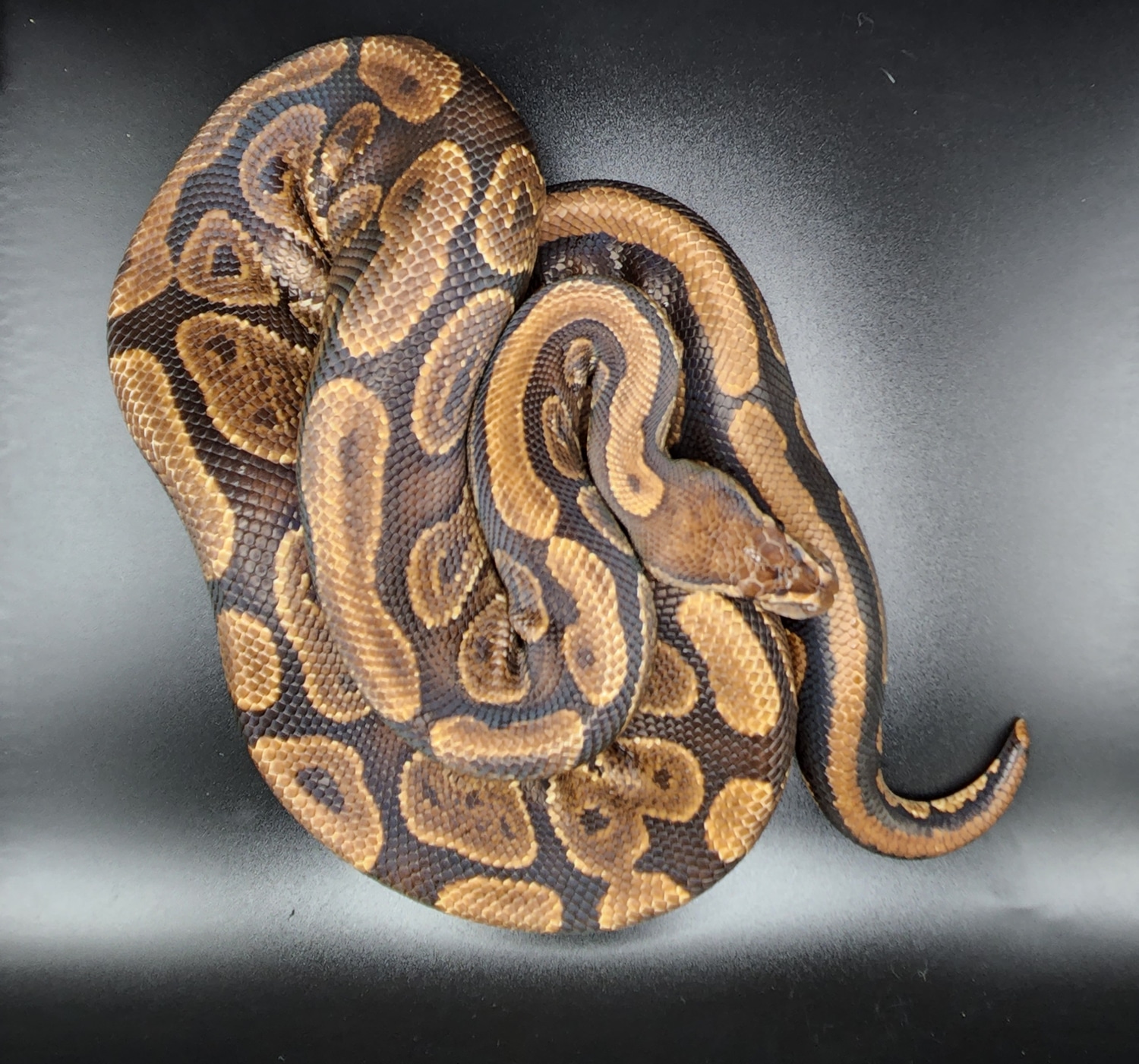 Proven Mahogony Harliquin Male Ball Python by Crescent Creatures ...