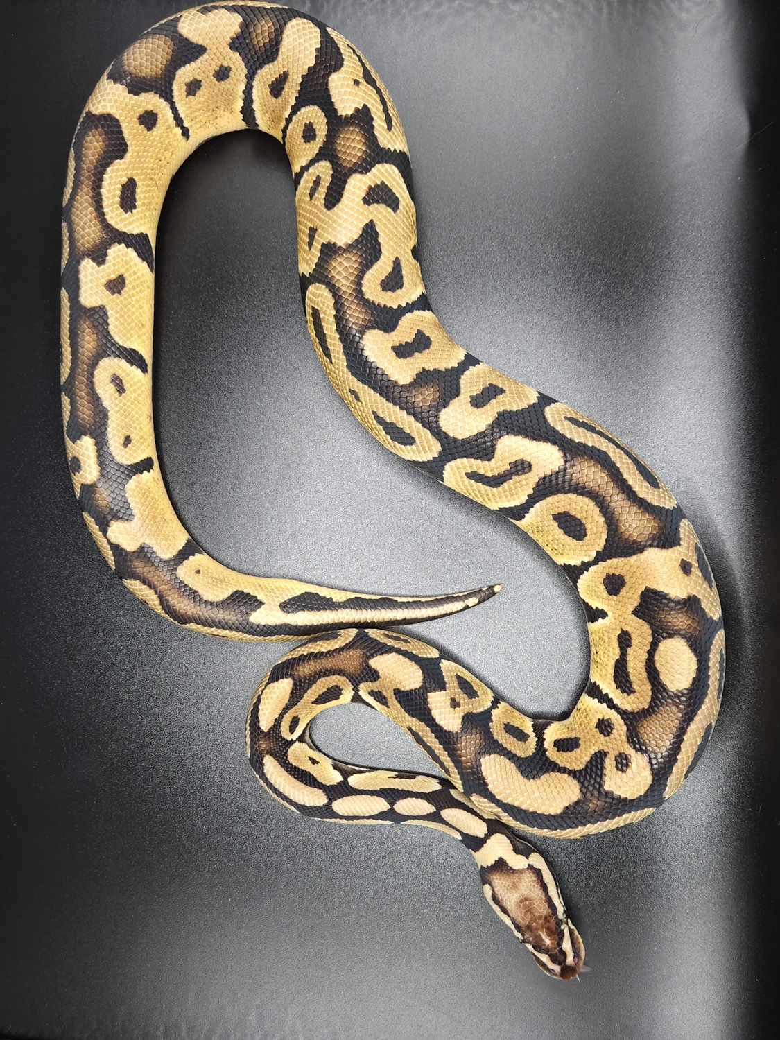 Triple Het Pied, VPI, Clown Male Ball Python by Crescent Creatures ...