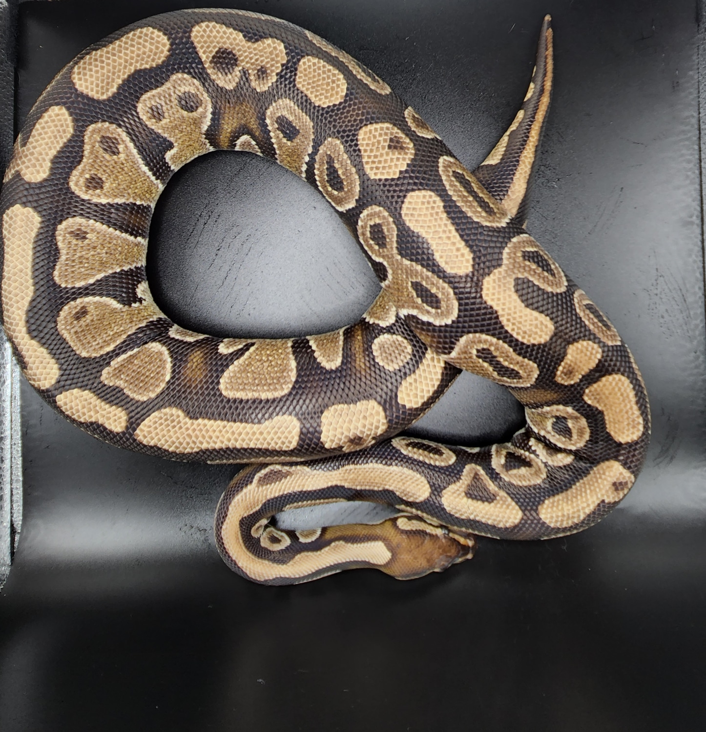Gravid Harliquin Ball Python by Crescent Creatures - MorphMarket