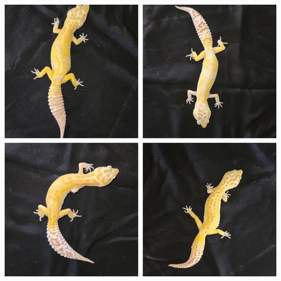 Group Of 4 Proven Breeders Leopard Gecko by Crescent Creatures