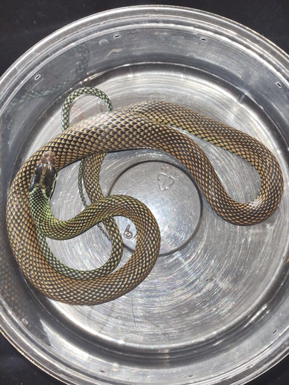 Jeweled Racer More Colubrid by Crescent Creatures