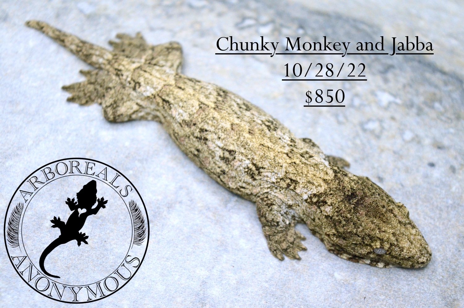 Chunky Monkey And Jabba Leachianus Gecko by Arboreals Anonymous ...