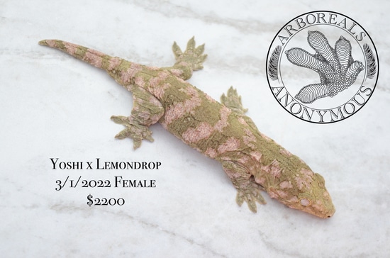 Yoshi And Lemondrop Leachianus Gecko by Arboreals Anonymous