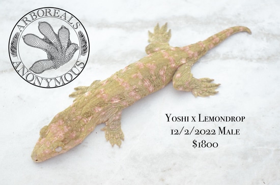 Yoshi And Lemondrop Leachianus Gecko by Arboreals Anonymous