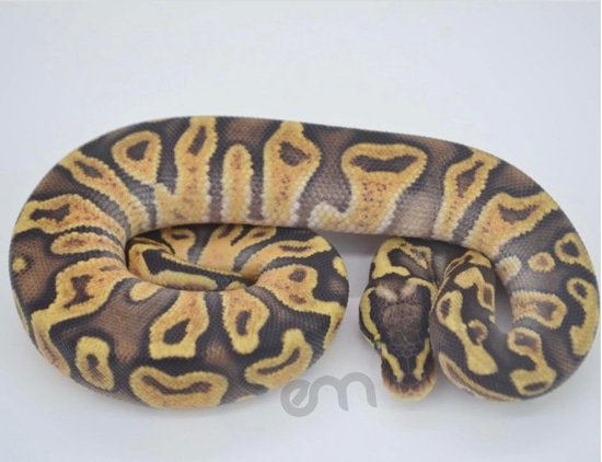 GHI Pastel Vanilla Het Clown Ball Python by EpicMorph