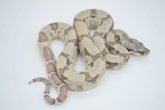 Ghost Het VPI Boa Constrictor by EpicMorph