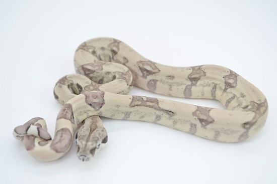 Ghost Het VPI Boa Constrictor by EpicMorph - MorphMarket