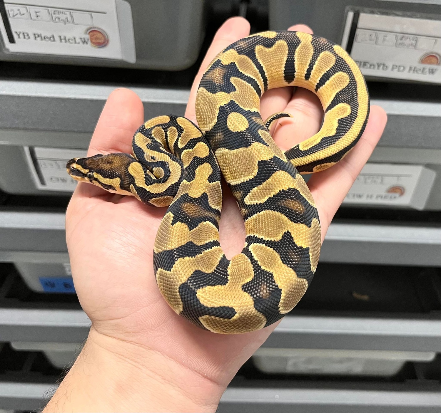 OD 100% HET Clown Pied Ball Python by EpicMorph - MorphMarket
