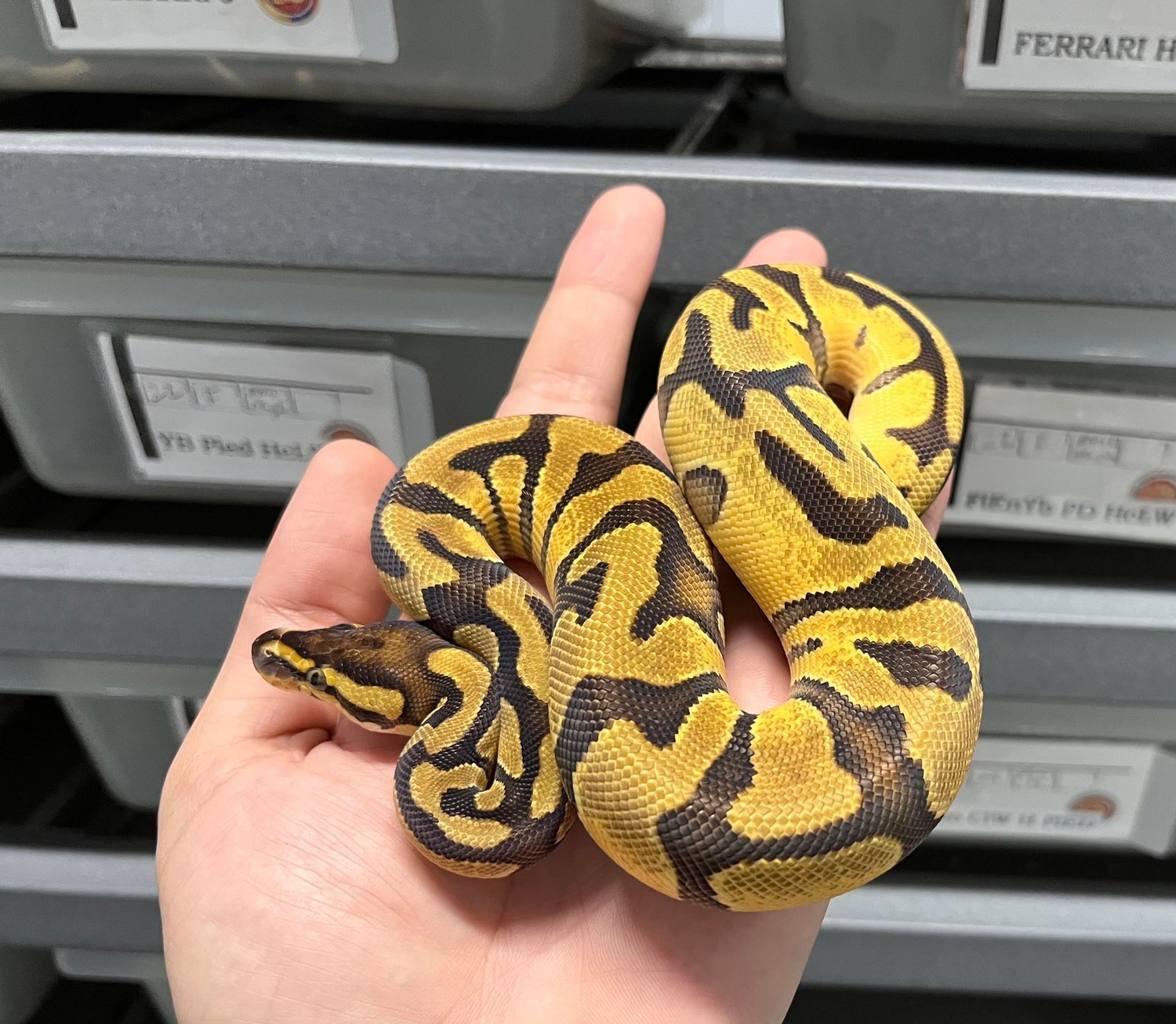 OD Enchi (Poss YB) Het Clown Het Pied Ball Python by EpicMorph ...