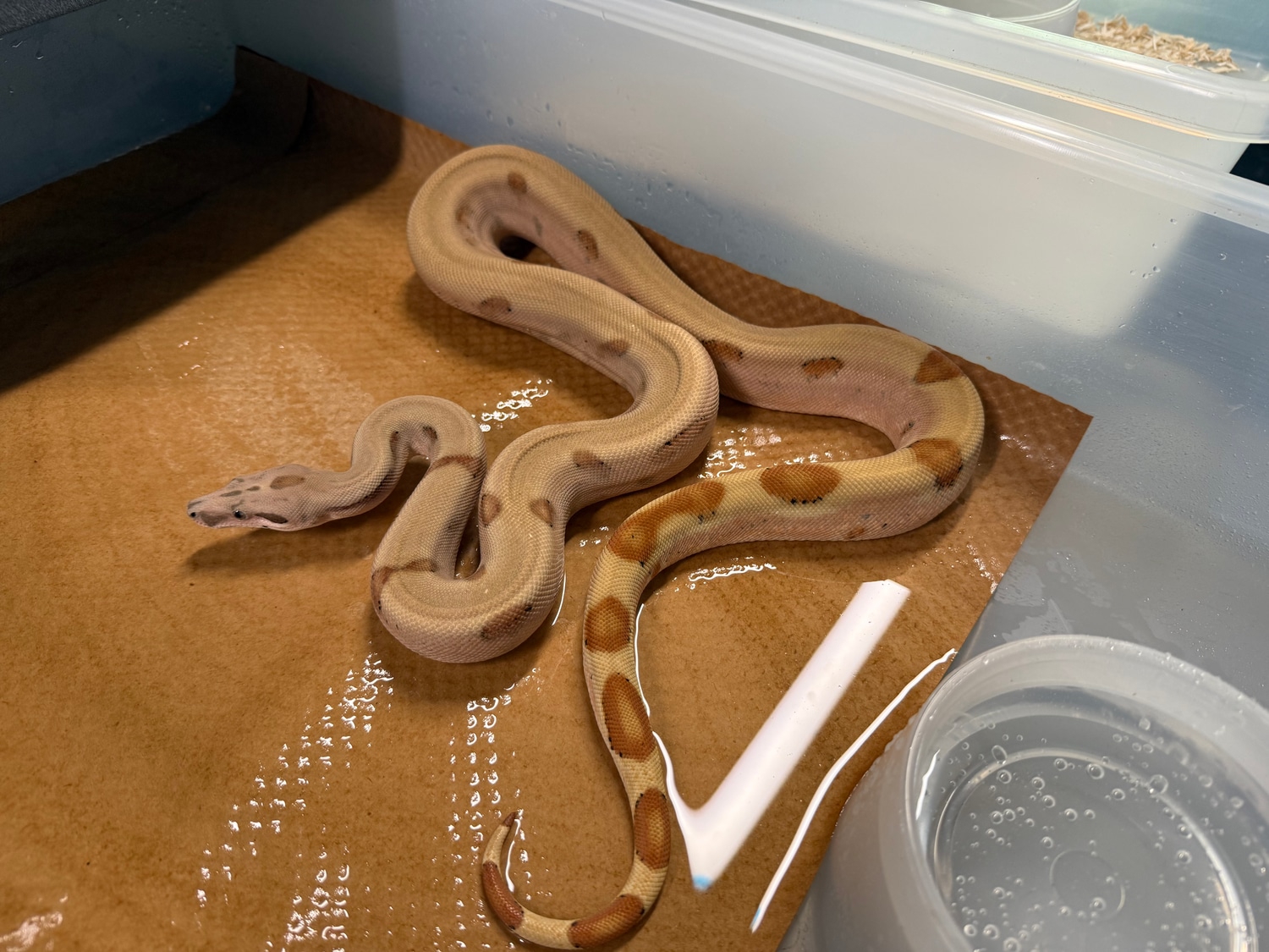 Hypo Ferrari Jungle 50% Het Khal Albino