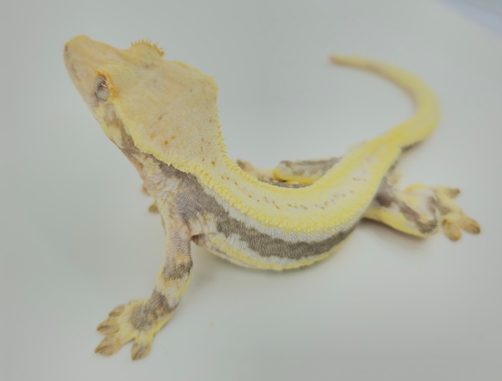 Super Stripe Boba Lily White Crested Gecko by Epic Scales