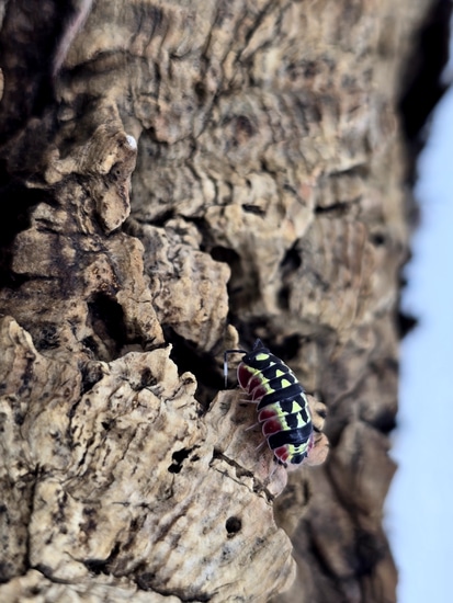 Super Rare Merulanella SP Red Diablo Isopod by Epic Scales