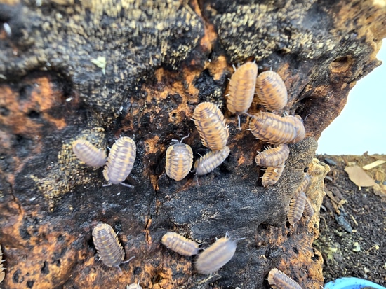 Red Tigers Isopod by Epic Scales