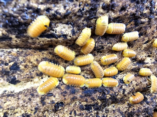 Cubaris Sp. Blonde Ducky Isopod by Epic Scales