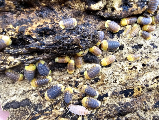 Cubaris Sp. Rubber Ducky Isopod by Epic Scales