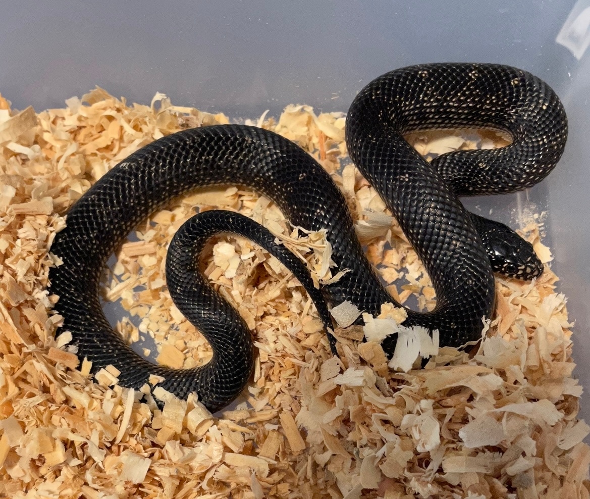 King Snake Mexican Black Kingsnake by EpicStyle LLC WhyNotReptiles ...