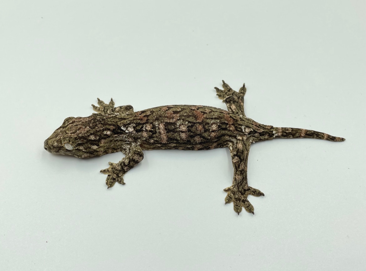 Pine Island/Nuu Ana X Moro Leachianus Gecko by EpicStyle LLC ...