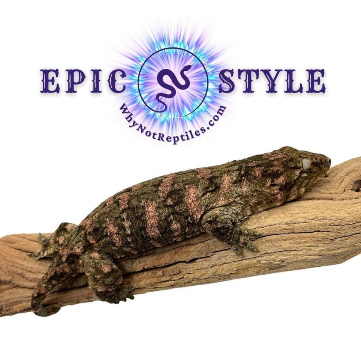 EpicStyle LLC WhyNotReptiles's Collection - MorphMarket