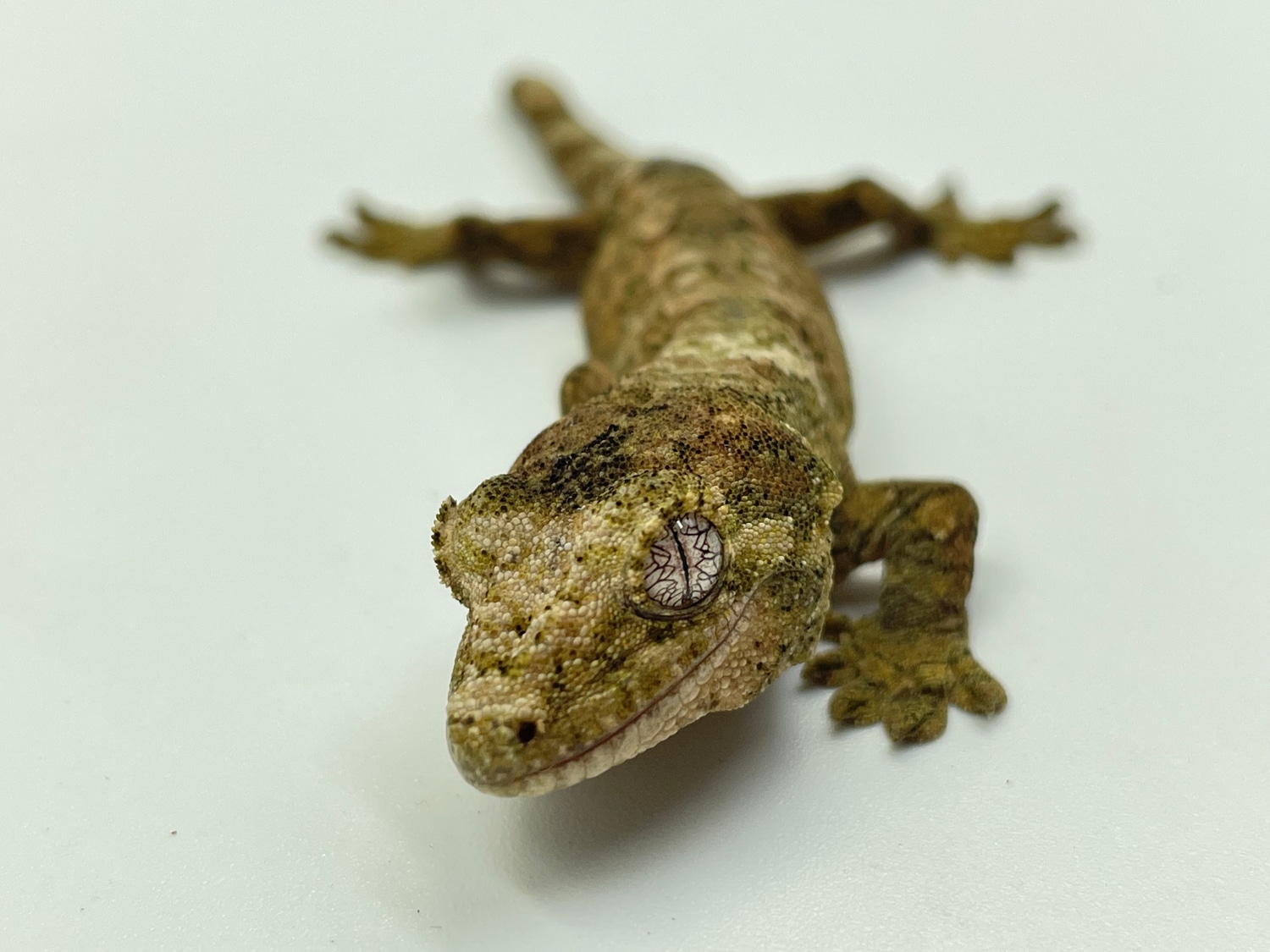 Pine Island Chewie Chahoua Gecko by EpicStyle LLC WhyNotReptiles ...