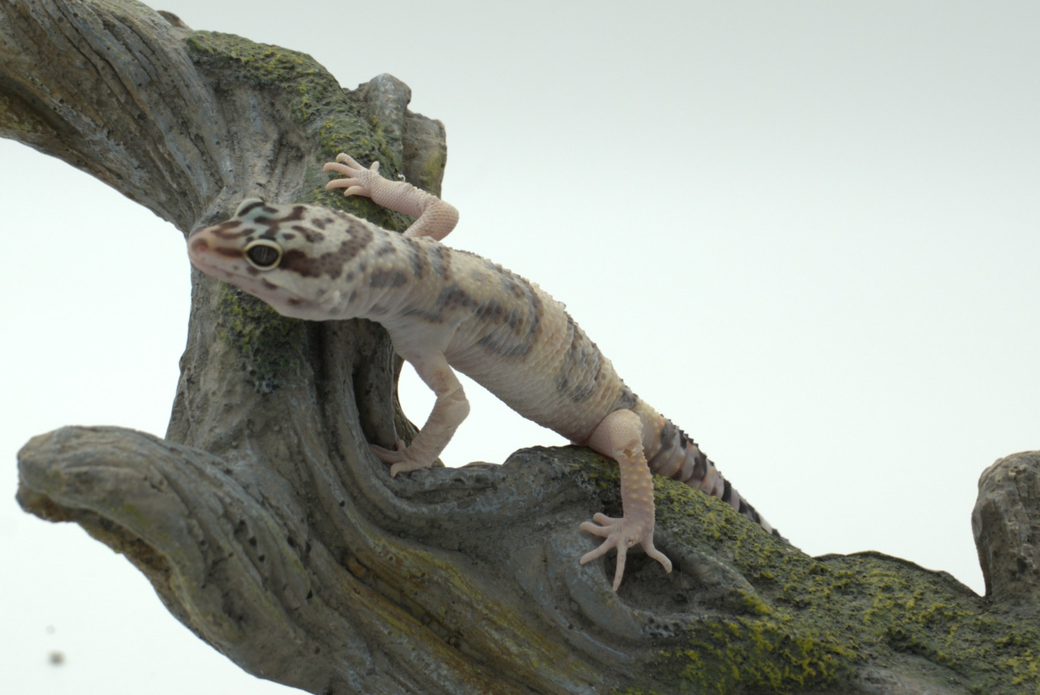 Normal Leopard Gecko by Epic Vibrant Balls - MorphMarket