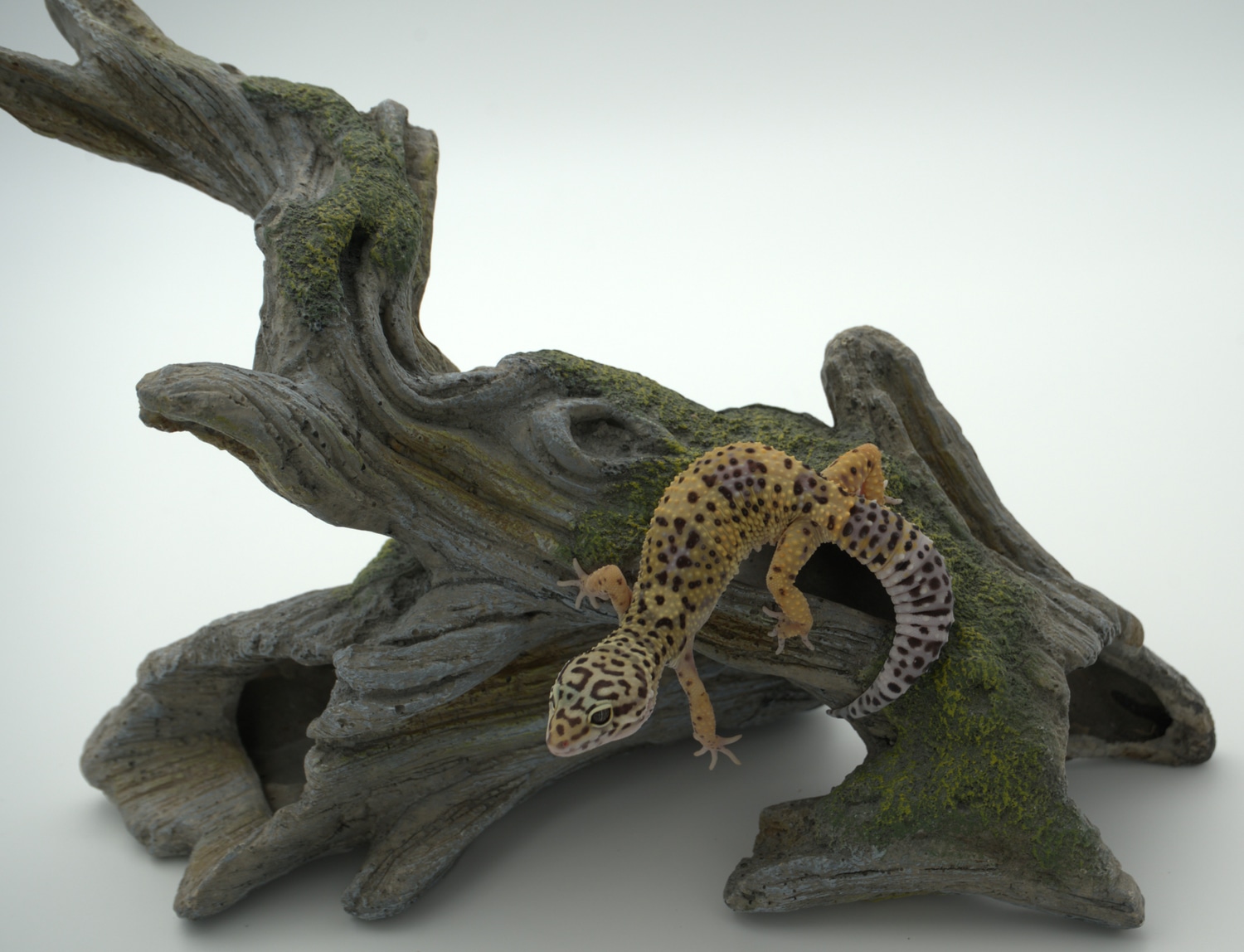 Normal Leopard Gecko by Epic Vibrant Balls - MorphMarket